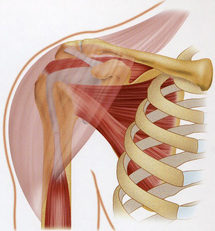 Débuter en écho-anatomie de l’épaule